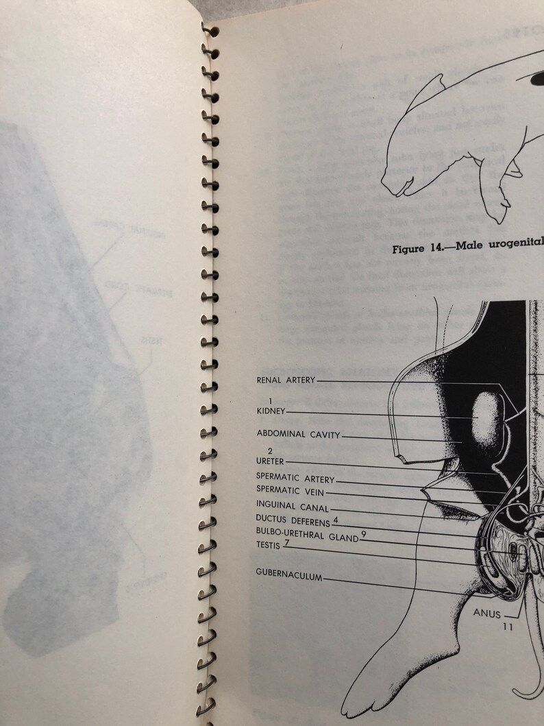 1969 FETAL PIG Laboratory ANATOMY Book School Biology Lab Dissection ...