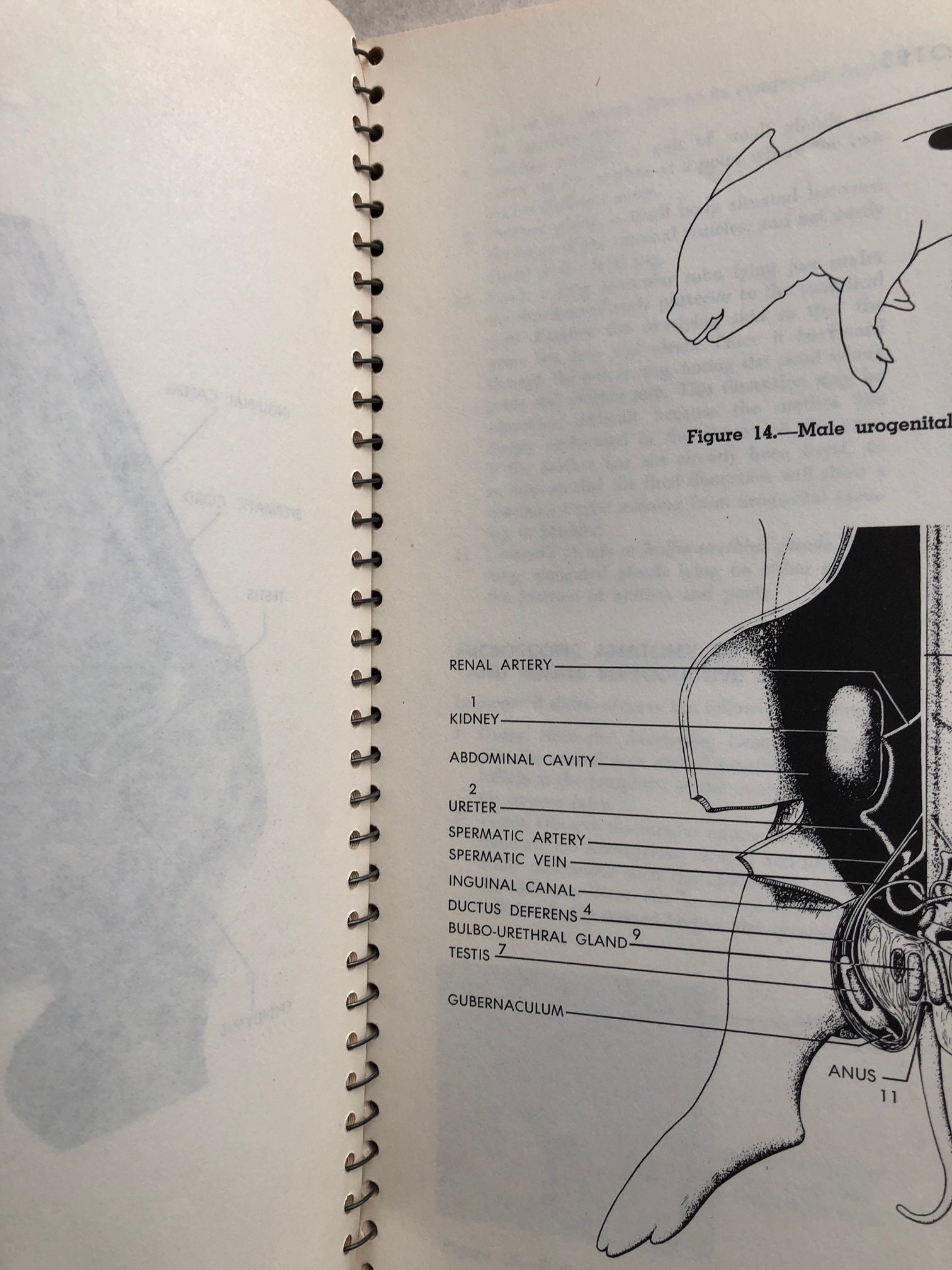 1969 FETAL PIG Laboratory ANATOMY Book School Biology Lab Dissection ...