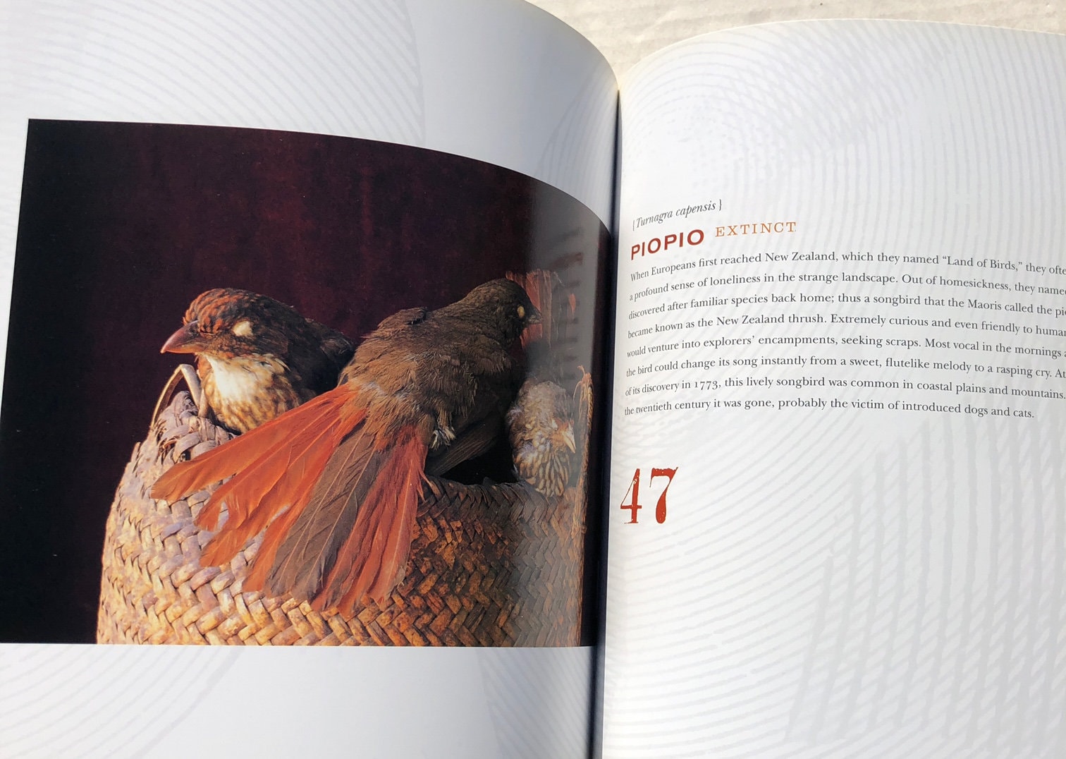 EXTINCT & ENDANGERED ANIMALS Photo Book 1999 Swift as a Shadow - Etsy