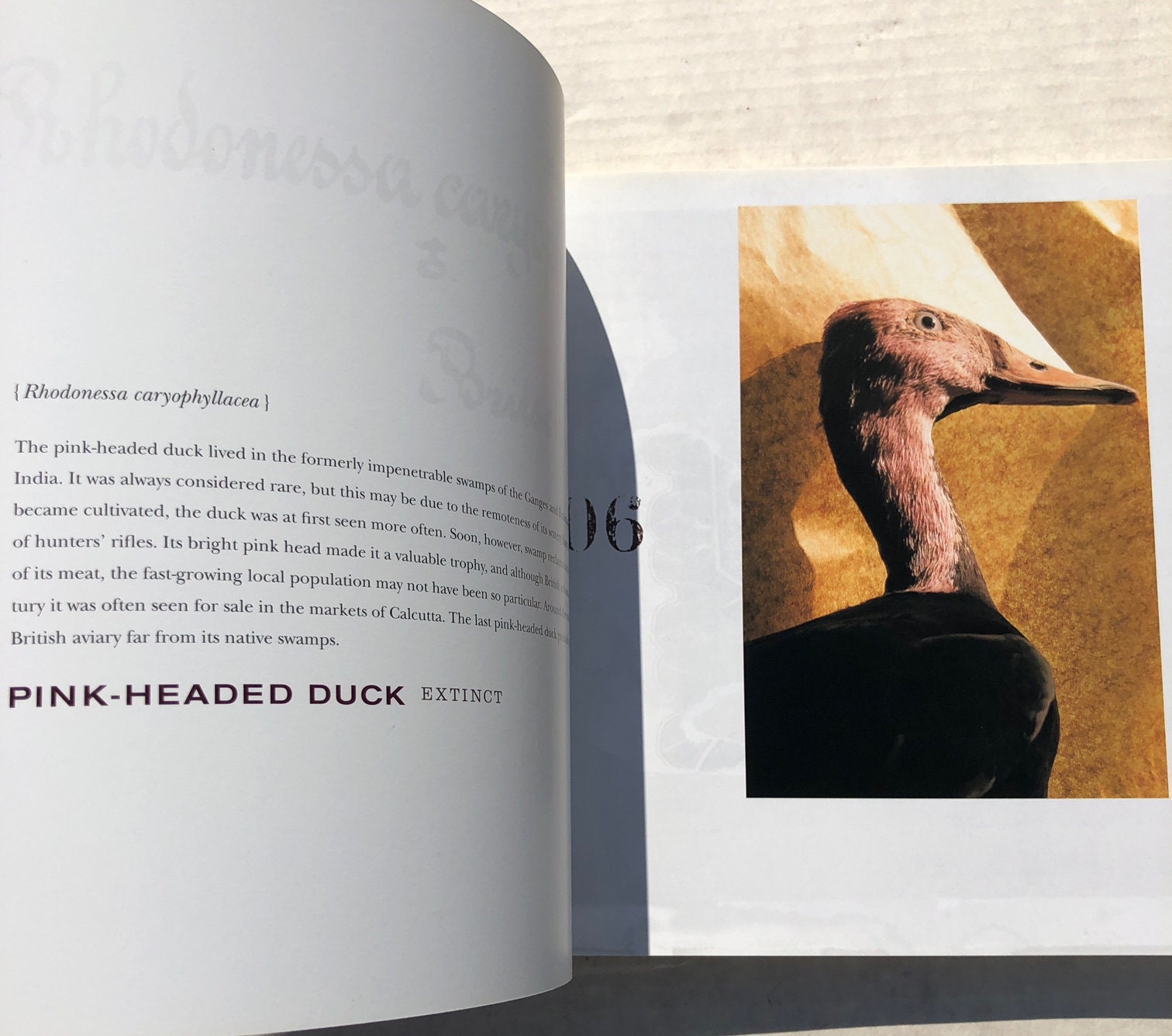 EXTINCT & ENDANGERED ANIMALS Photo Book 1999 Swift as a Shadow Turtle ...