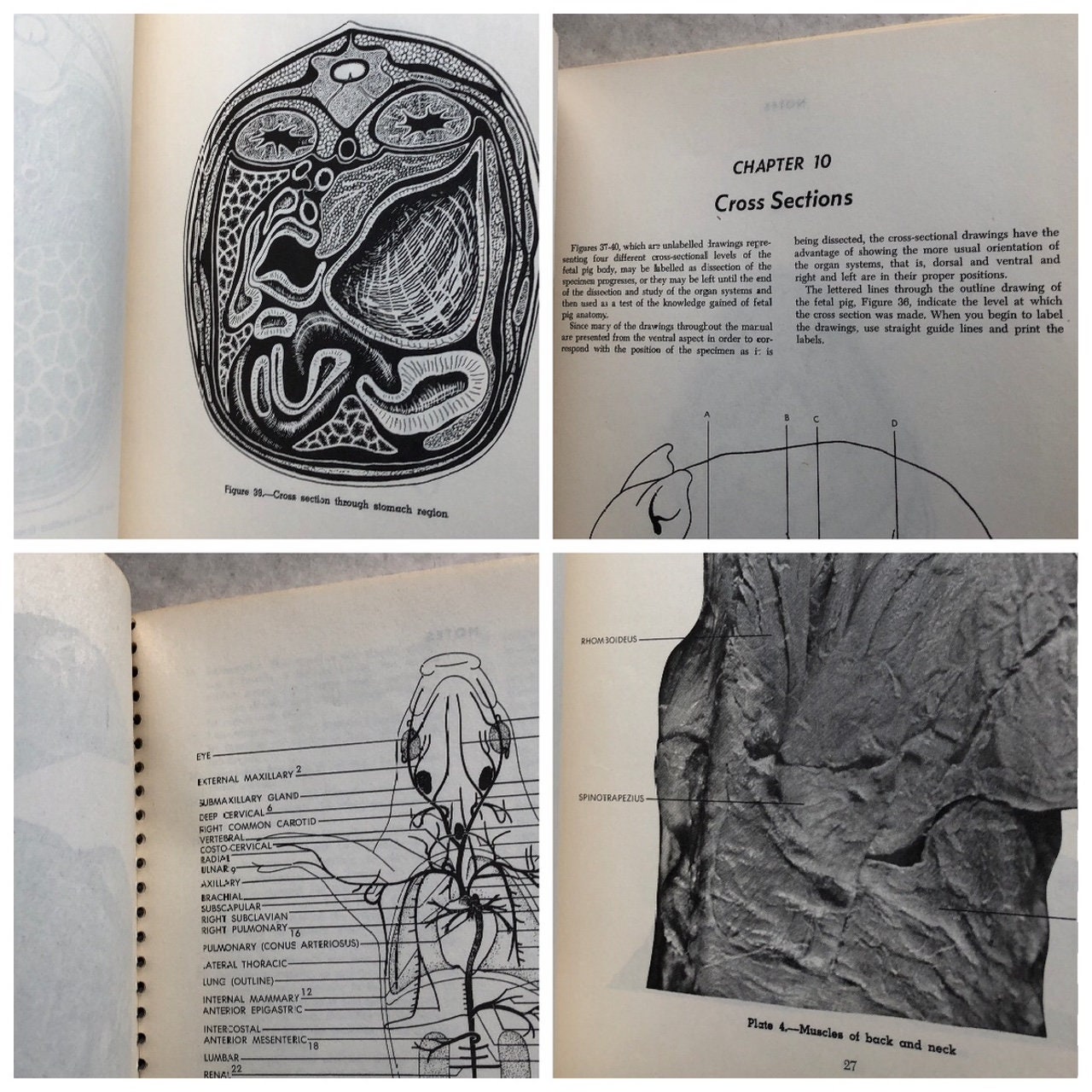 1969 FETAL PIG Laboratory ANATOMY Book School Biology Lab Dissection ...