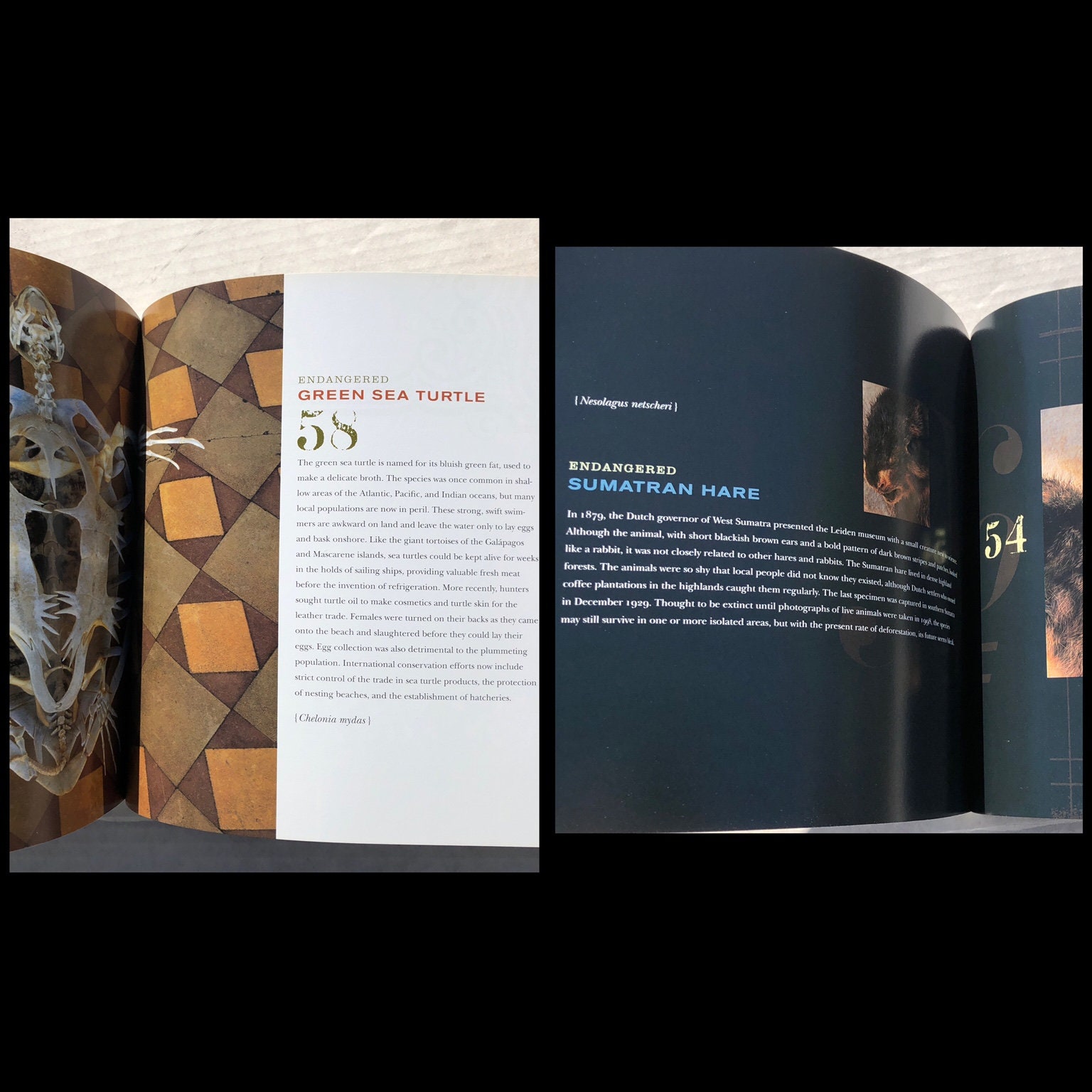 EXTINCT & ENDANGERED ANIMALS Photo Book 1999 Swift as a Shadow Turtle ...