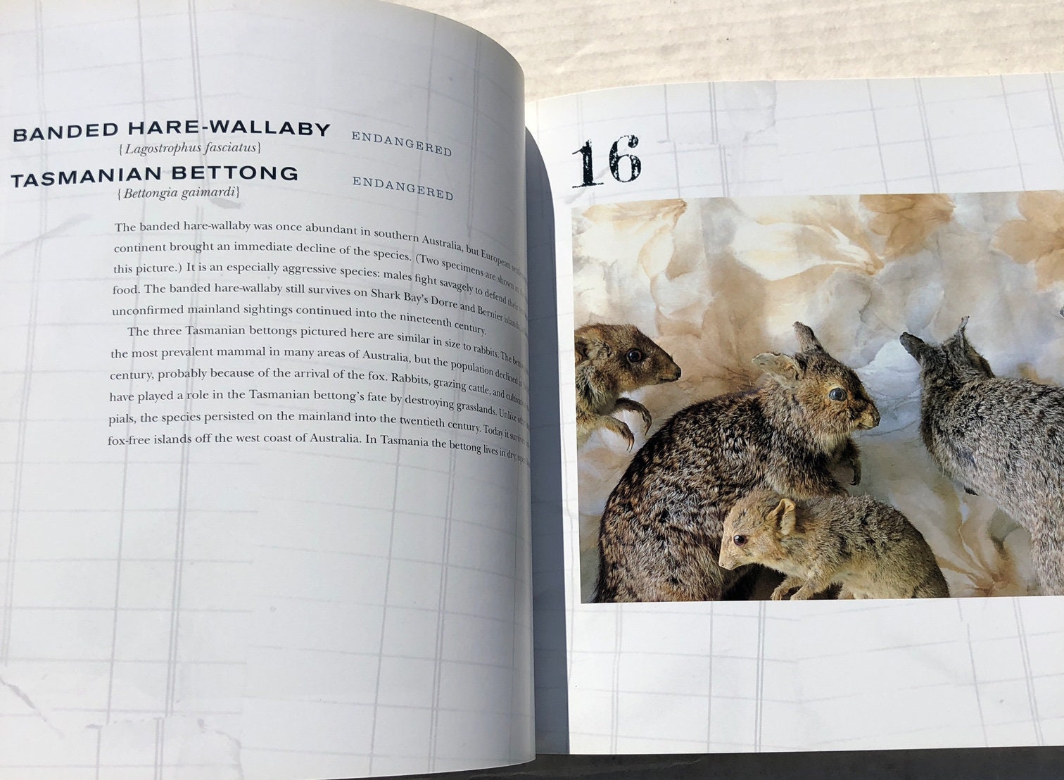 EXTINCT & ENDANGERED ANIMALS Photo Book 1999 Swift as a Shadow - Etsy