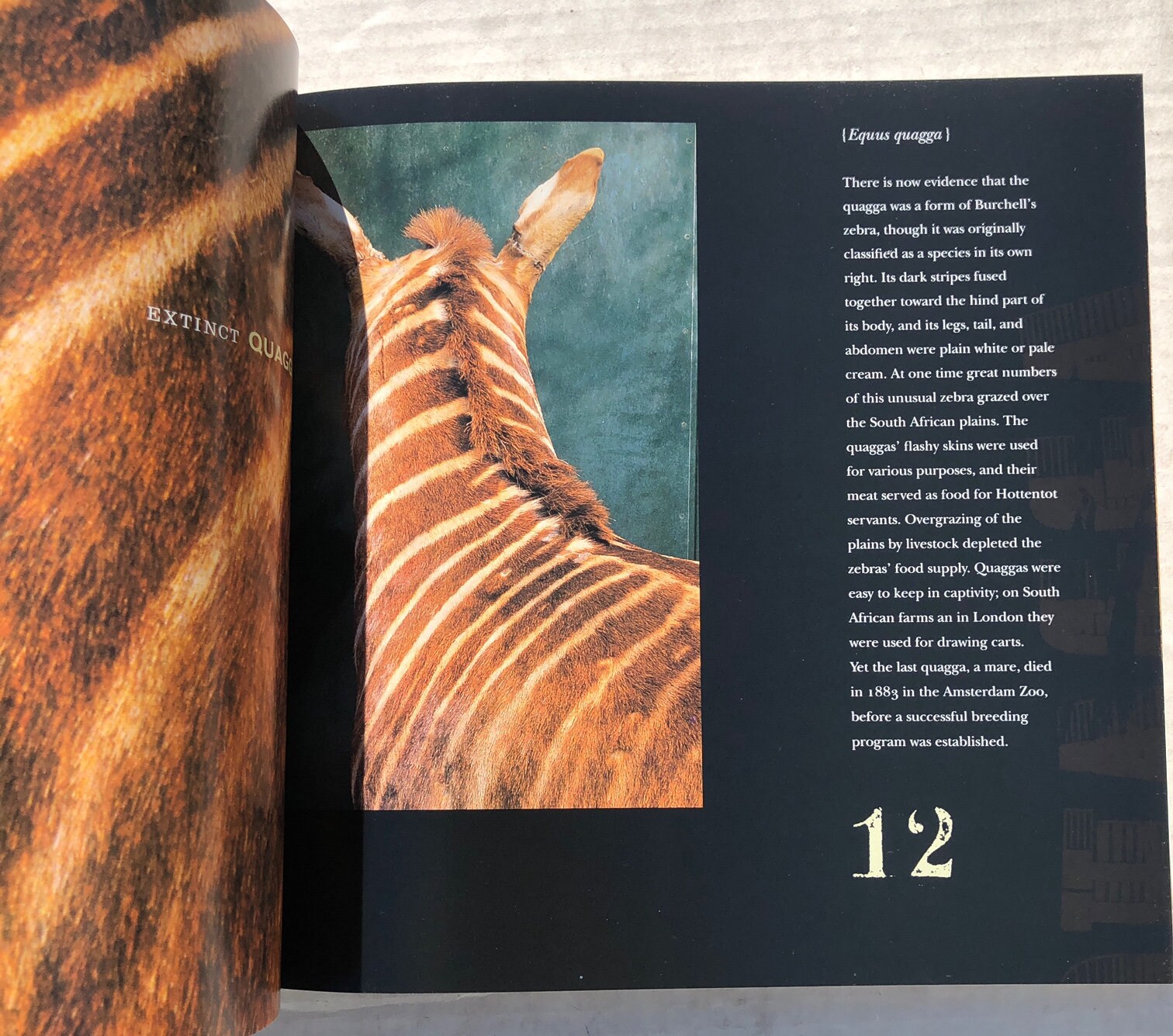 EXTINCT & ENDANGERED ANIMALS Photo Book 1999 Swift as a Shadow Turtle ...