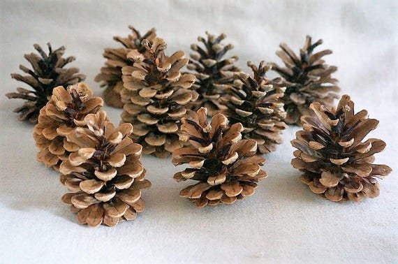 10 grosses pommes de pin - Etsy France
