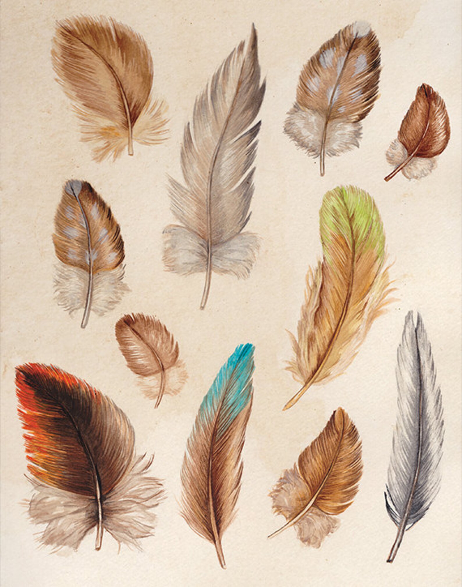 Australian Bird Feathers A3 Print - Etsy