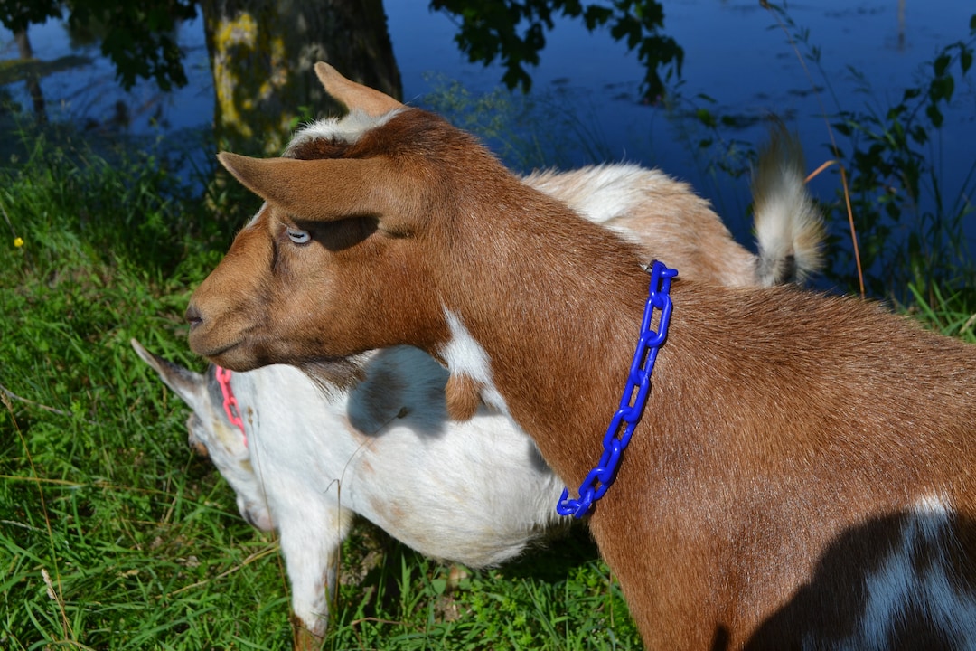 Breakaway Goat Collar: Durable Plastic Chain, Easy Clean - Nigerian ...