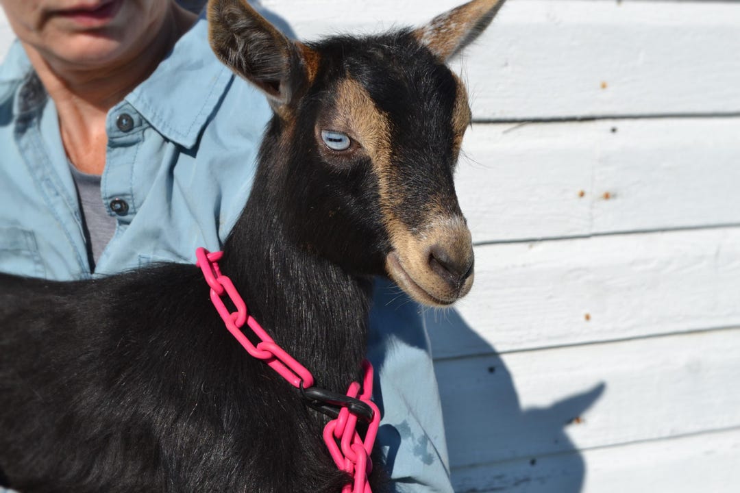 Breakaway Goat Collar: Durable Plastic Chain, Easy Clean - Nigerian ...