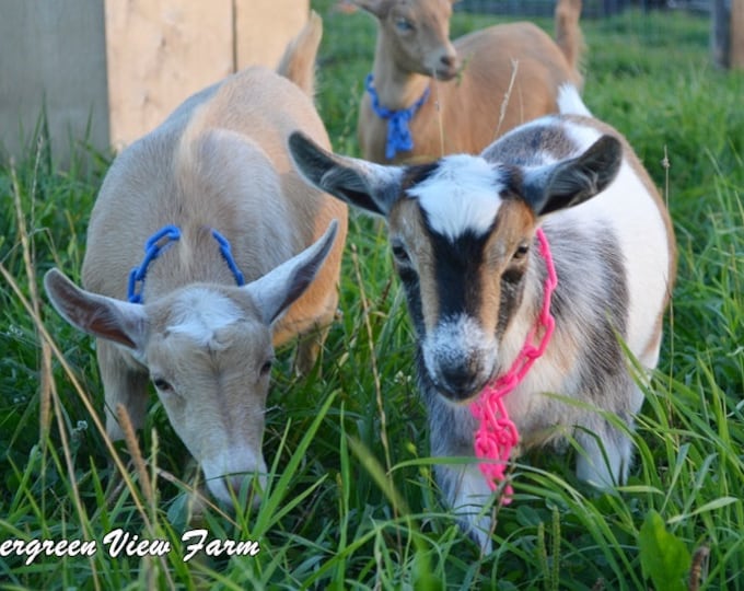 Goat Harness Nylon Web - Etsy