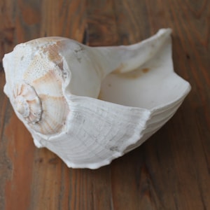 Antique Large Australian Trumpet Whelk Snail Sea Shell (syrinx Aruanus ...