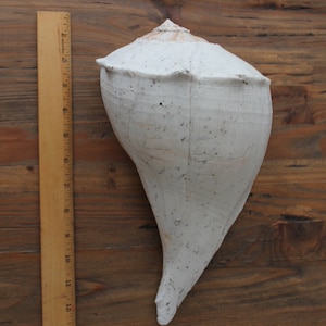 Antique Large Australian Trumpet Whelk Snail Sea Shell (syrinx Aruanus ...