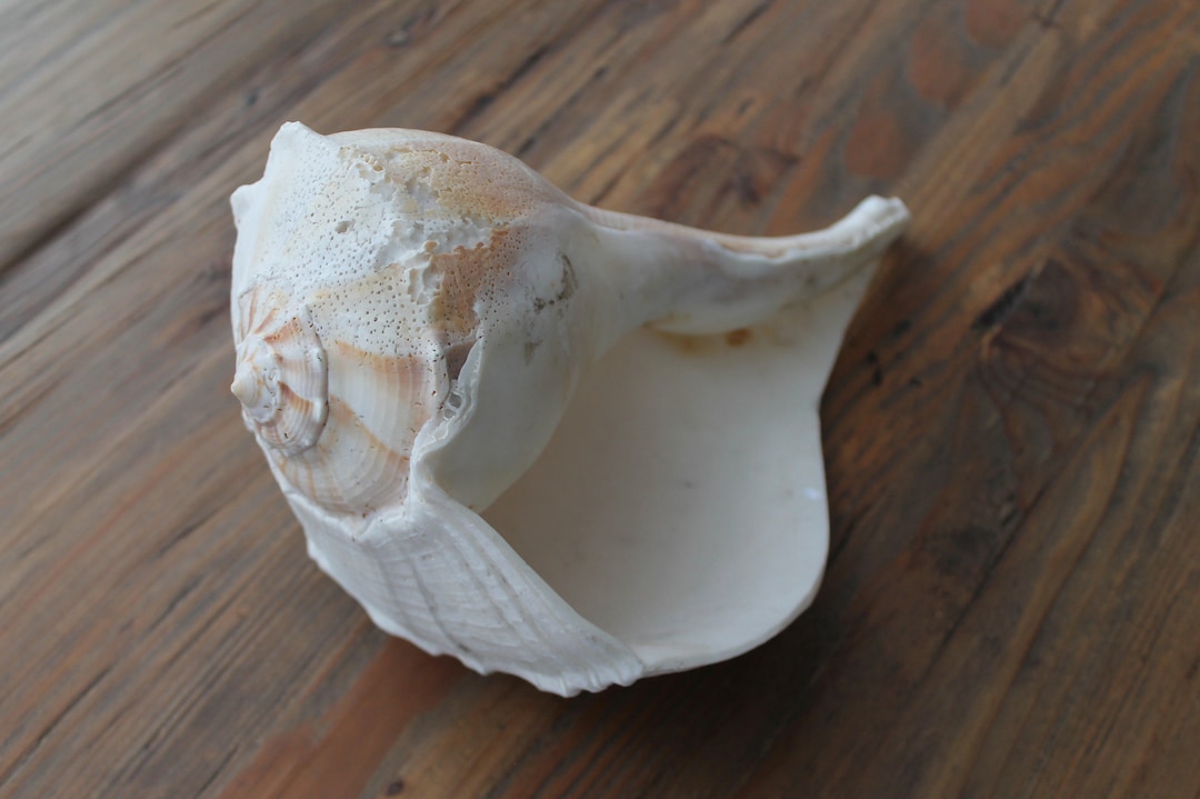 Antique Large Australian Trumpet Whelk Snail Sea Shell (syrinx Aruanus ...