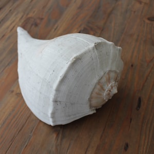 Antique Large Australian Trumpet Whelk Snail Sea Shell (syrinx Aruanus ...