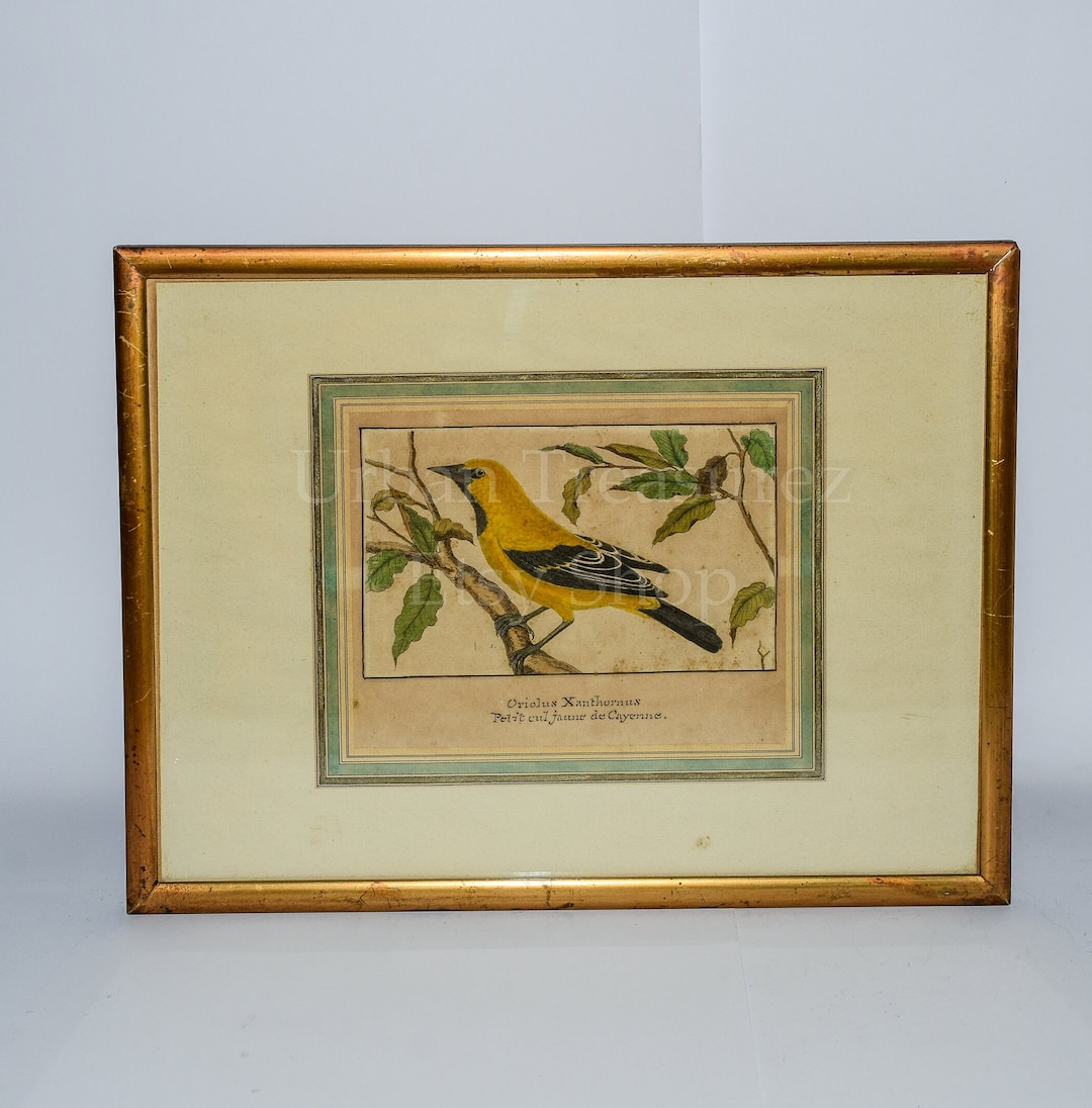 Antique Bird Etching • Oriolus Xanthornus, 19th C Hand Coloured ...