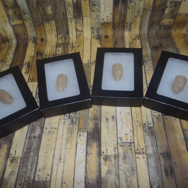 Bullet Display Case - Etsy