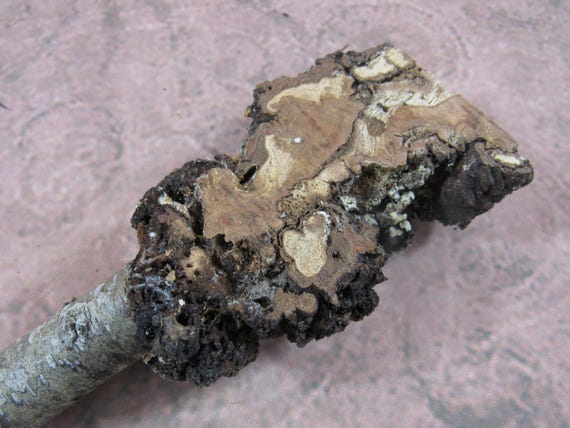 Burled Cherry Wood Tree Branch Tree Bark Craft Projects - Etsy