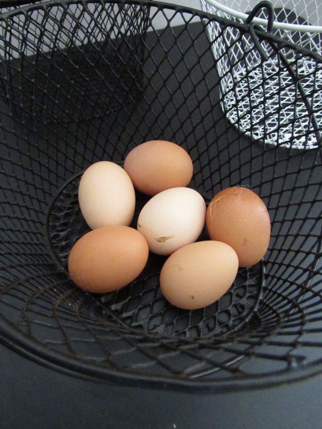 Plastic Coated Wire Basket Eggs Wildflowers Herbs Foraging Basket Gift ...