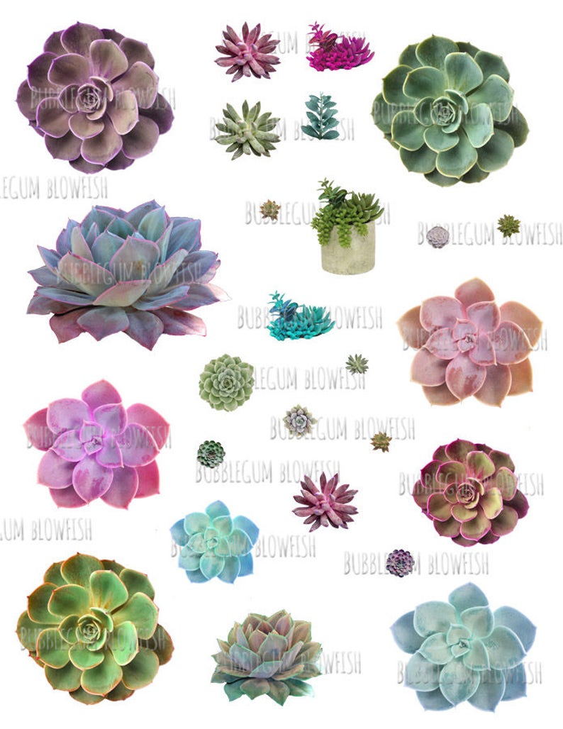 Gorgeous Colorful Succulent Plants Digital Graphic Design - Etsy