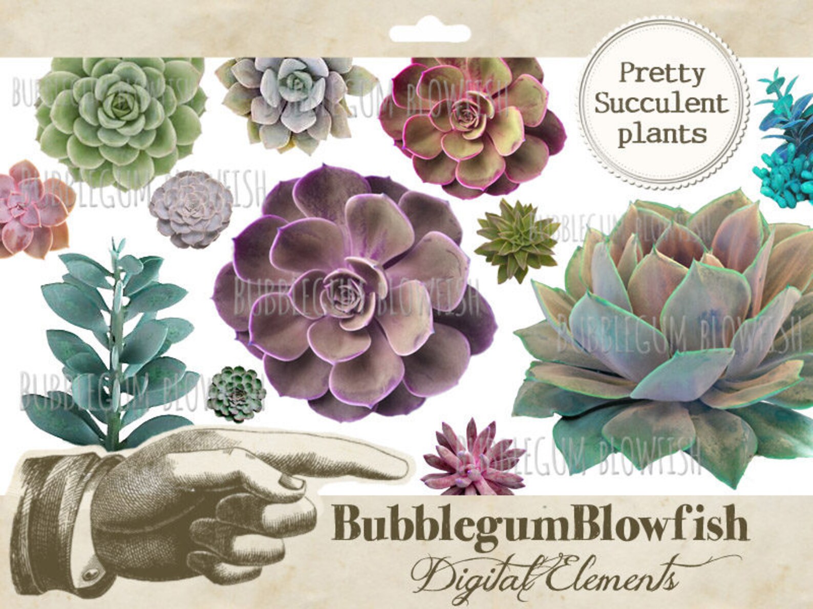Gorgeous Colorful Succulent Plants Digital Graphic Design - Etsy