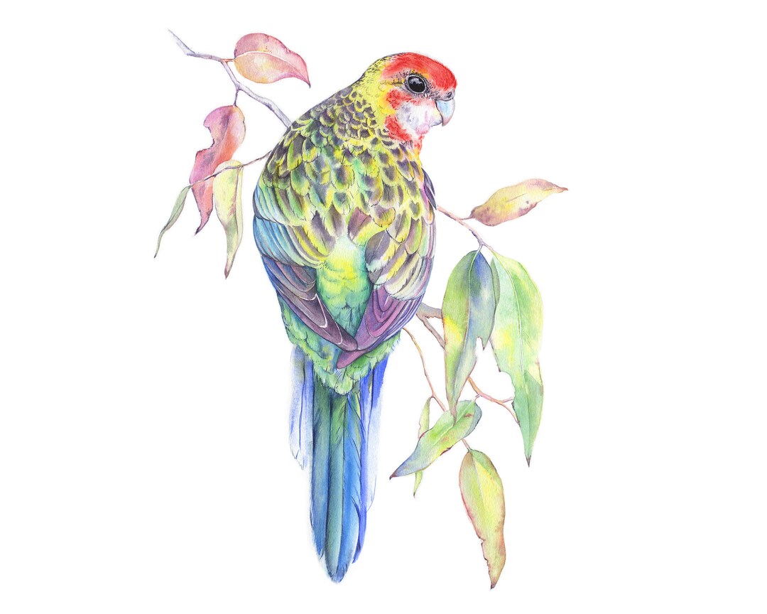 Art Print' Eastern Rosella'- Wall Decor - Etsy