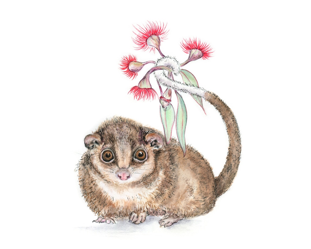 Art Print 'ringtail Possum' - Etsy Australia