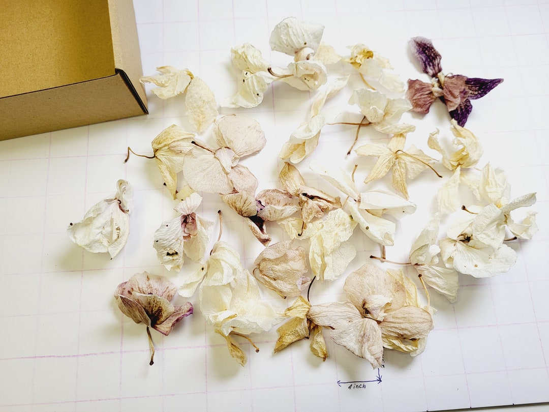 27pc Natural Dried Orchid Flowers Decorative in Box - Etsy