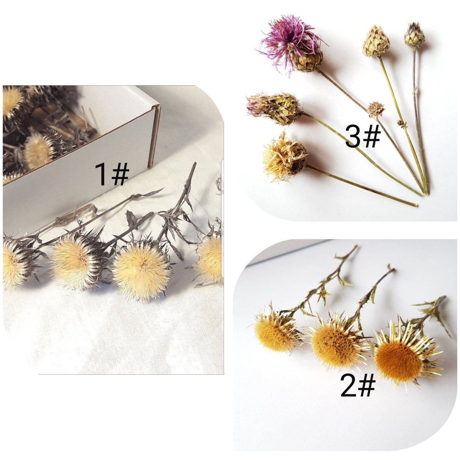 30pcs Natural Dried Flowers Decorative - Etsy
