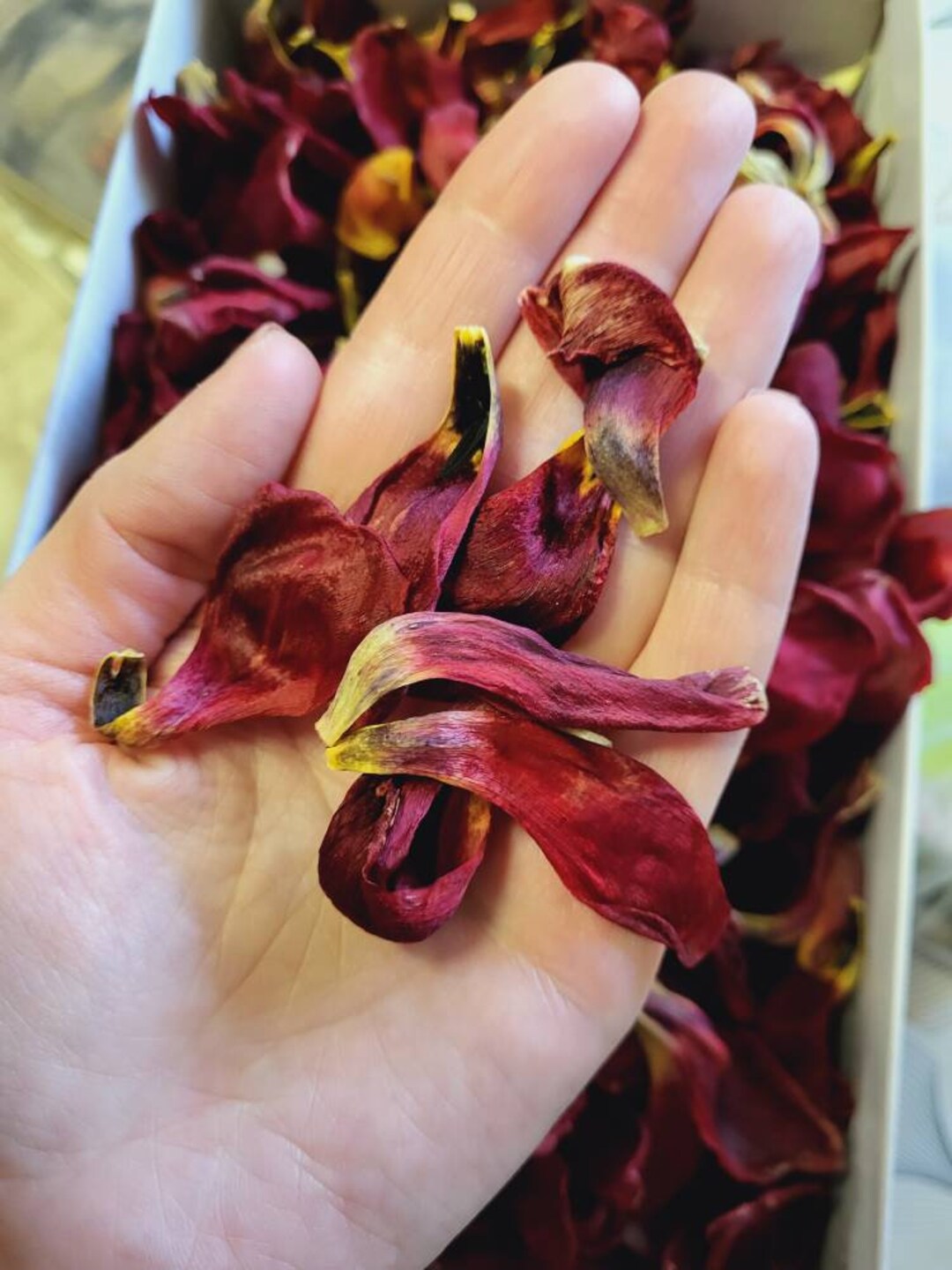 Box of Natural Dried Tulip Petals Etsy UK