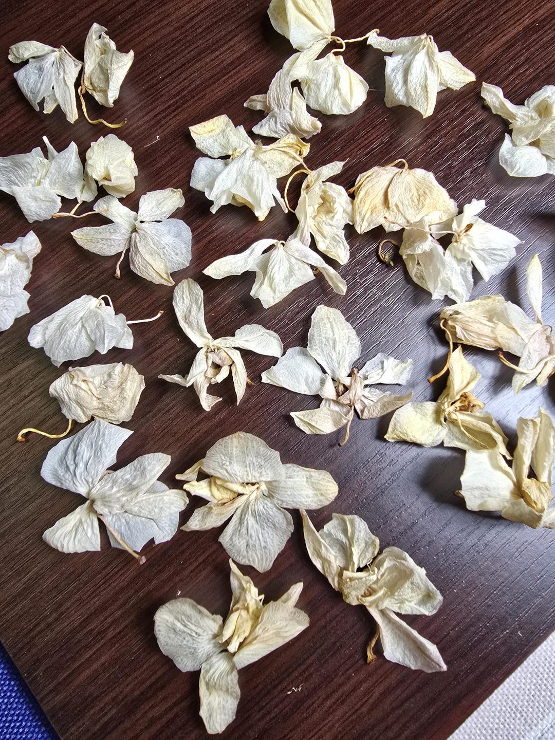 30pc Natural Dried Orchid Flowers Decorative in Box - Etsy