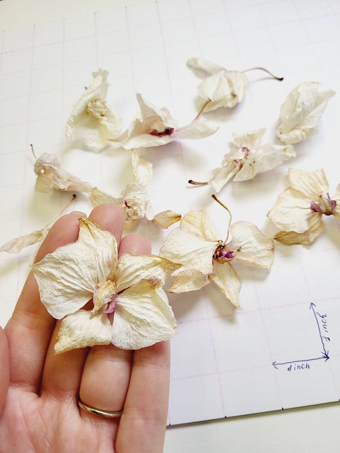 11pc Natural Dried Orchid Flowers Decorative in Box - Etsy