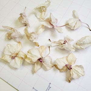 11pc Natural Dried Orchid Flowers Decorative in Box - Etsy