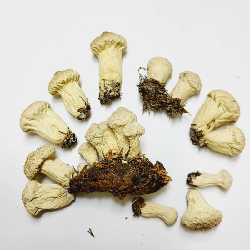 Real Mushroom Art - Etsy