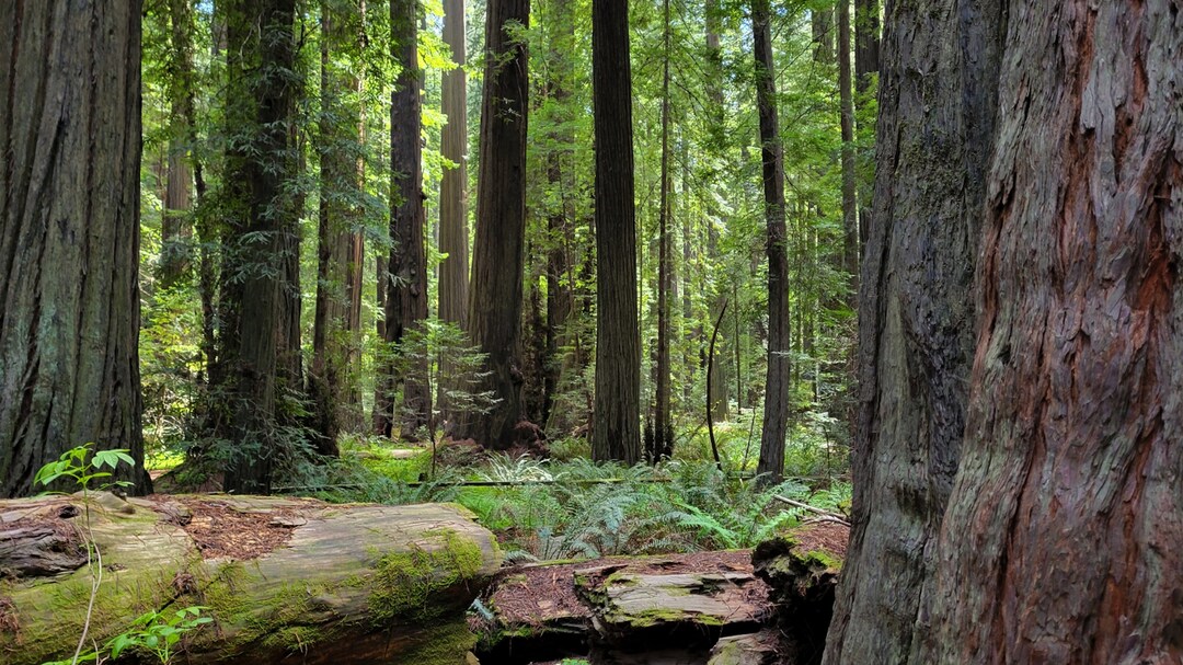Redwood Forest Northern California Digital Photograph Download - Etsy
