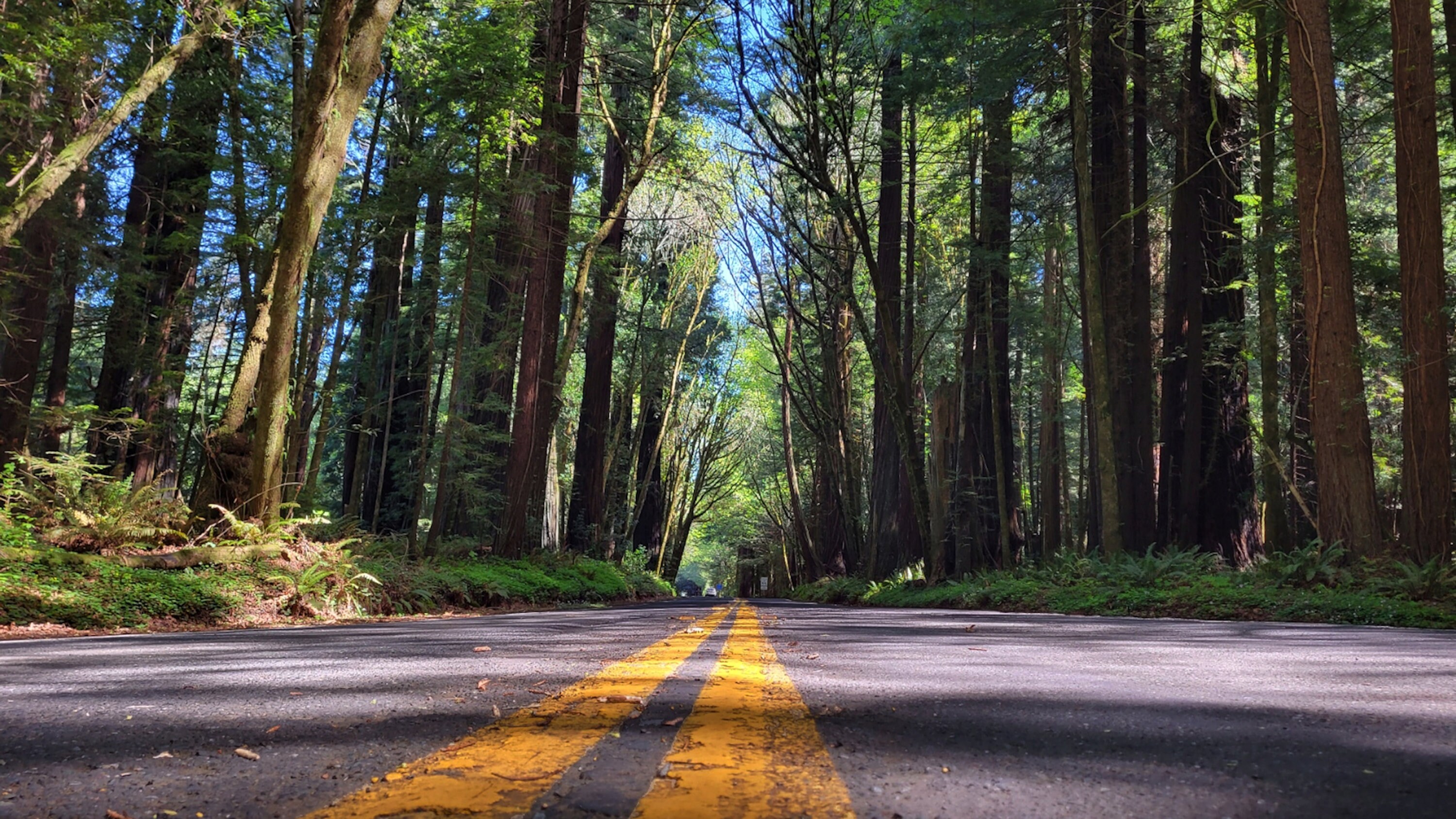 Redwood Forest Northern California Digital Photograph Download - Etsy