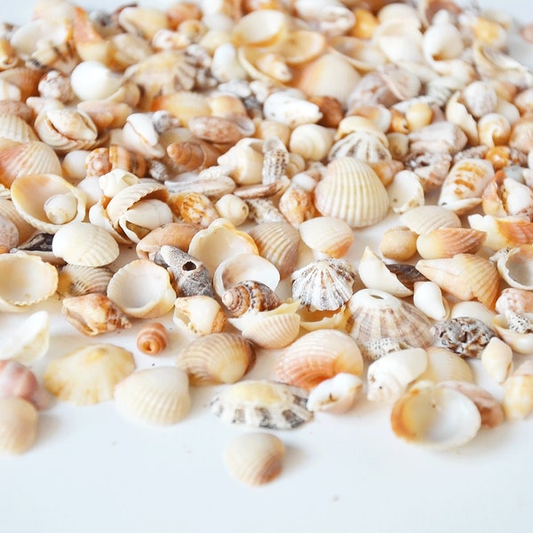 Sea Shell Display - Etsy