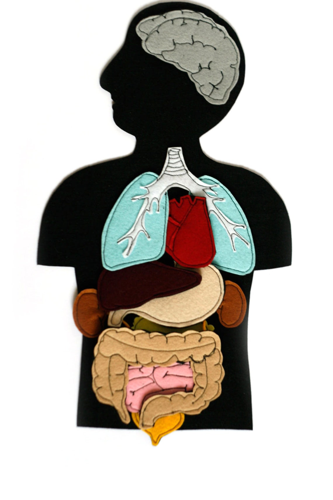 Felt Anatomy Set Internal Human Organs 30x20cm Body10 - Etsy