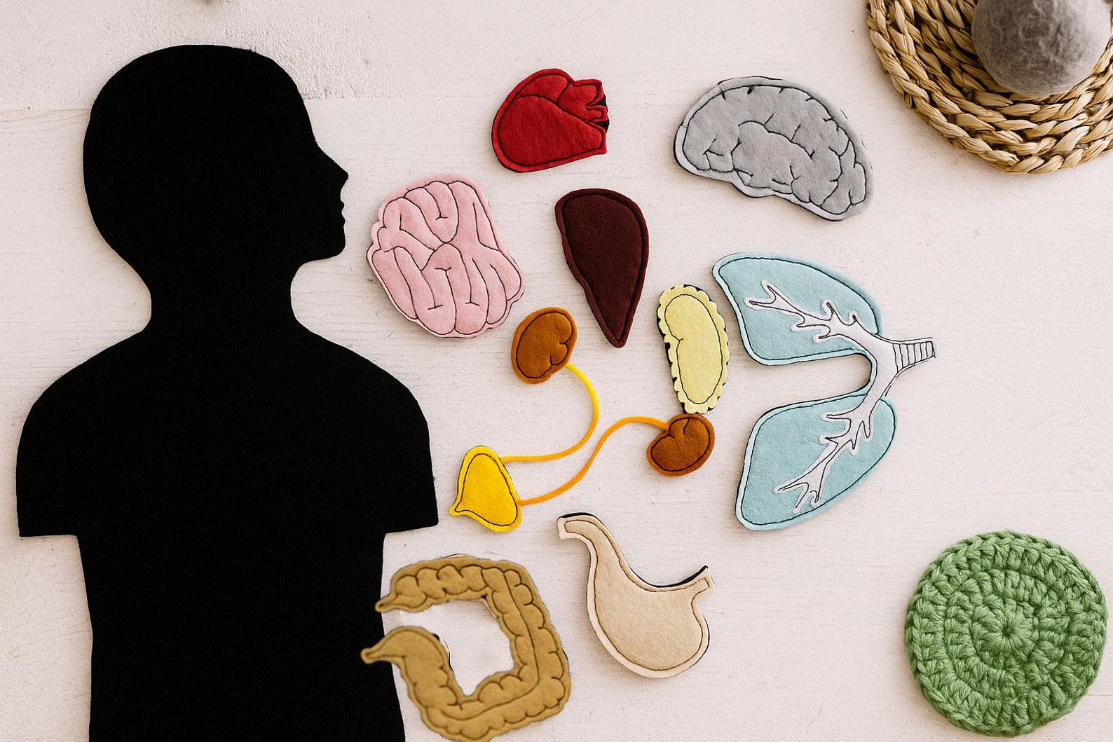 Felt Anatomy Set Internal Human Organs, 30x20cm, Body+10 Organs - Etsy