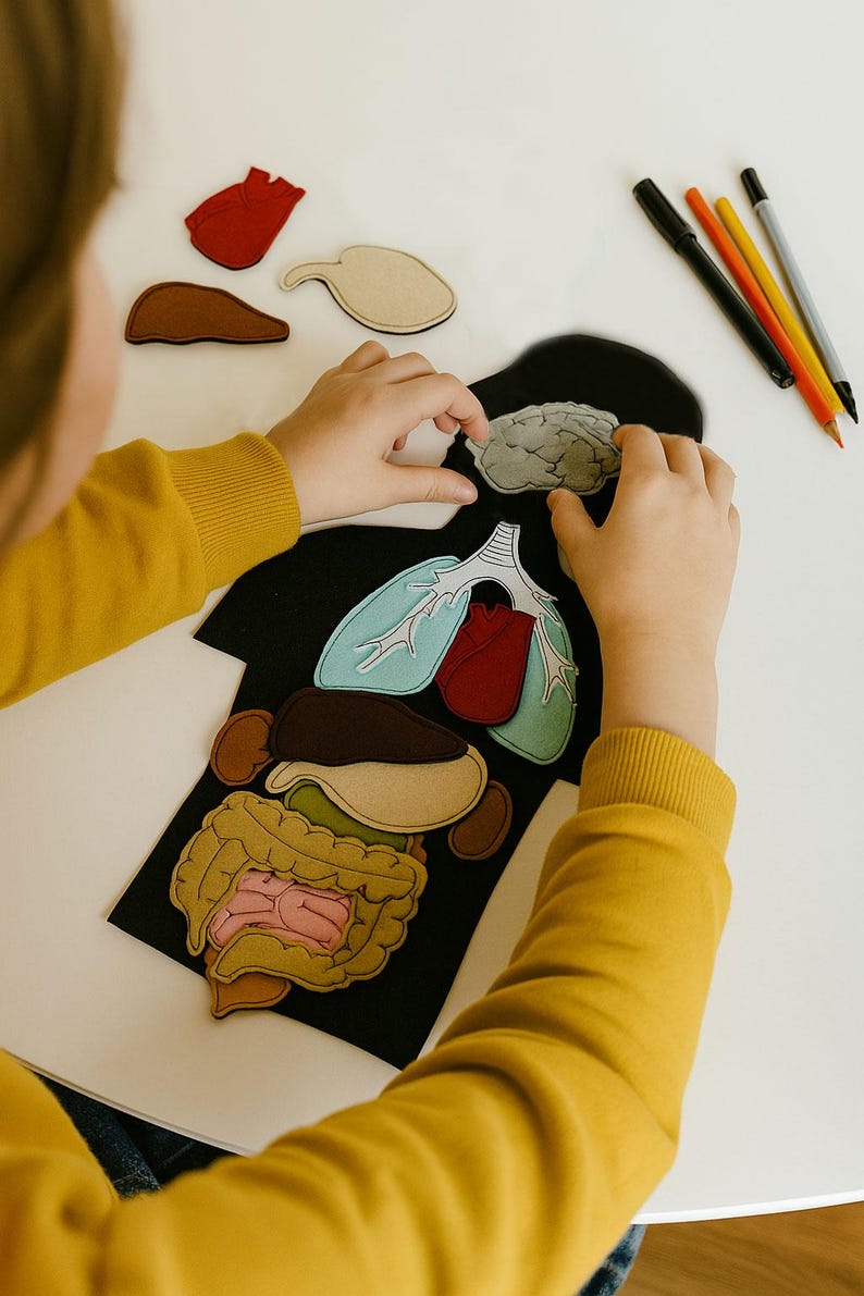 Felt Anatomy Set Internal Human Organs, 30x20cm, Body+10 Organs - Etsy