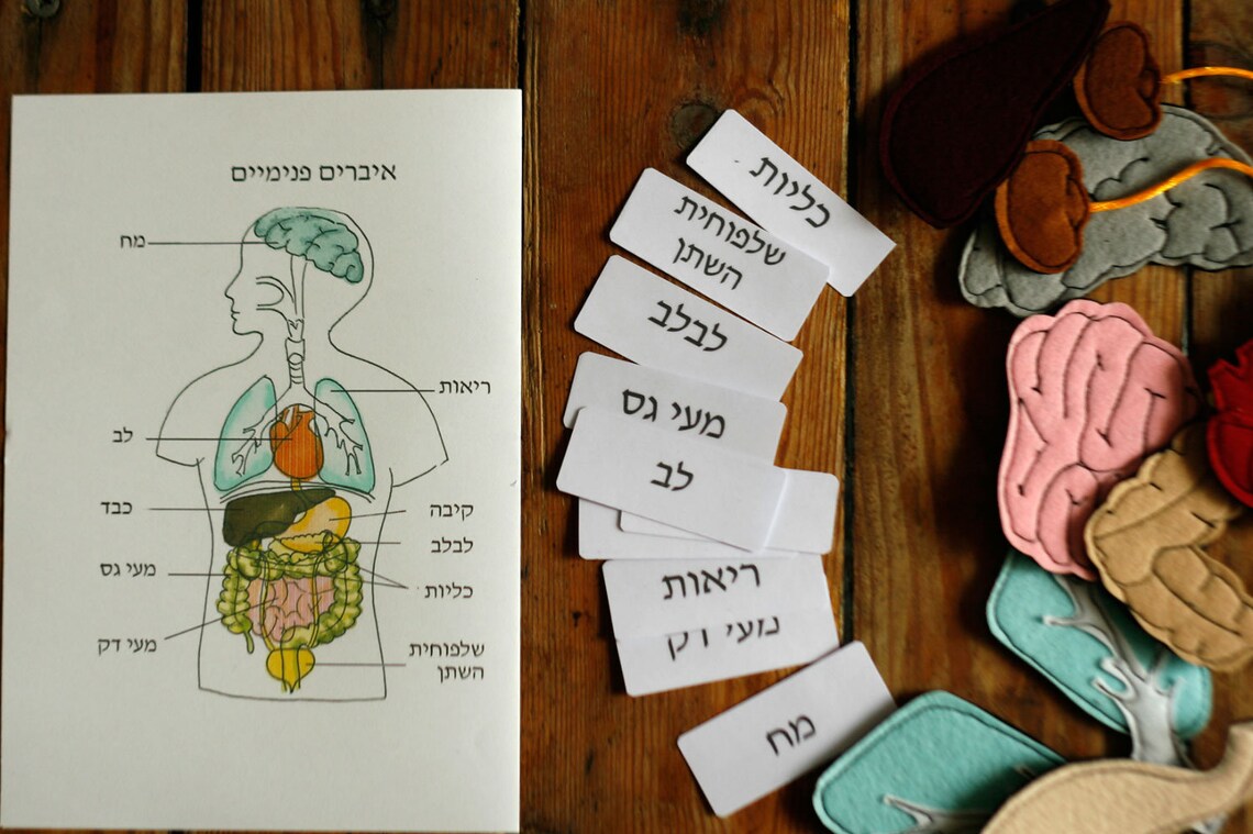 Felt Anatomy Set Internal Human Organs 30x20cm Body10 - Etsy