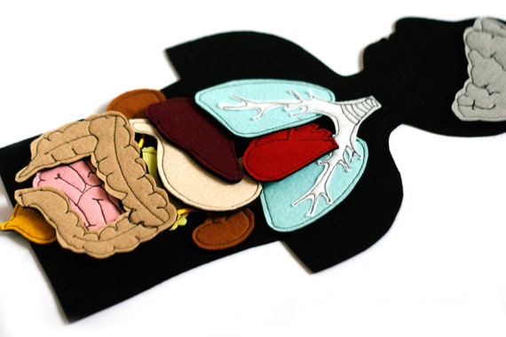 Felt Anatomy Set Internal Human Organs 30x20cm Body10 - Etsy