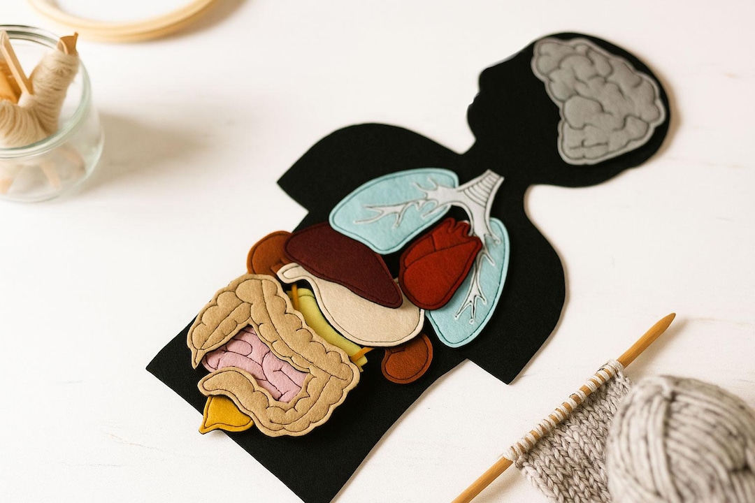 Felt Anatomy Set Internal Human Organs, 30x20cm, Body+10 Organs - Etsy