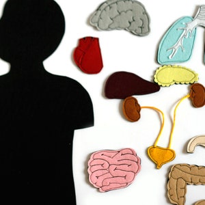 Felt Anatomy Set Internal Human Organs, 30x20cm, Body10 Organs - Etsy
