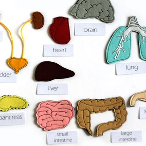 Felt Anatomy Set Internal Human Organs, 30x20cm, Body+10 Organs - Etsy