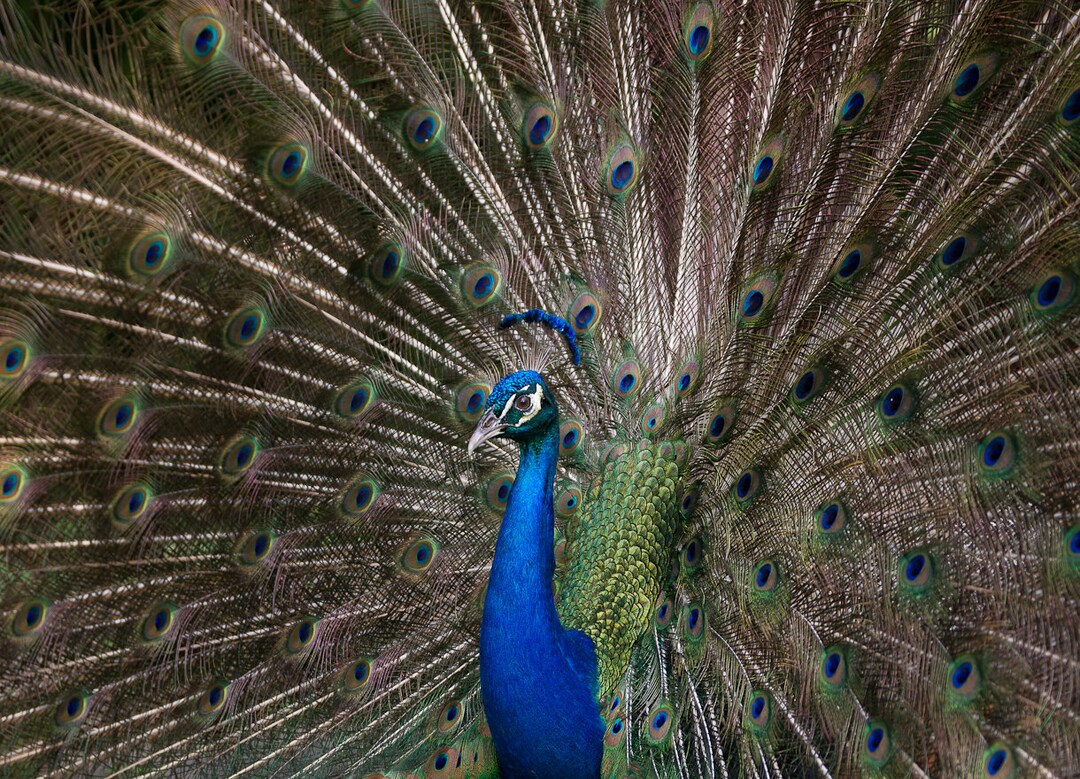 Pastel Peacock - Fine Art Wildlife Photography Print. Male Peacock ...