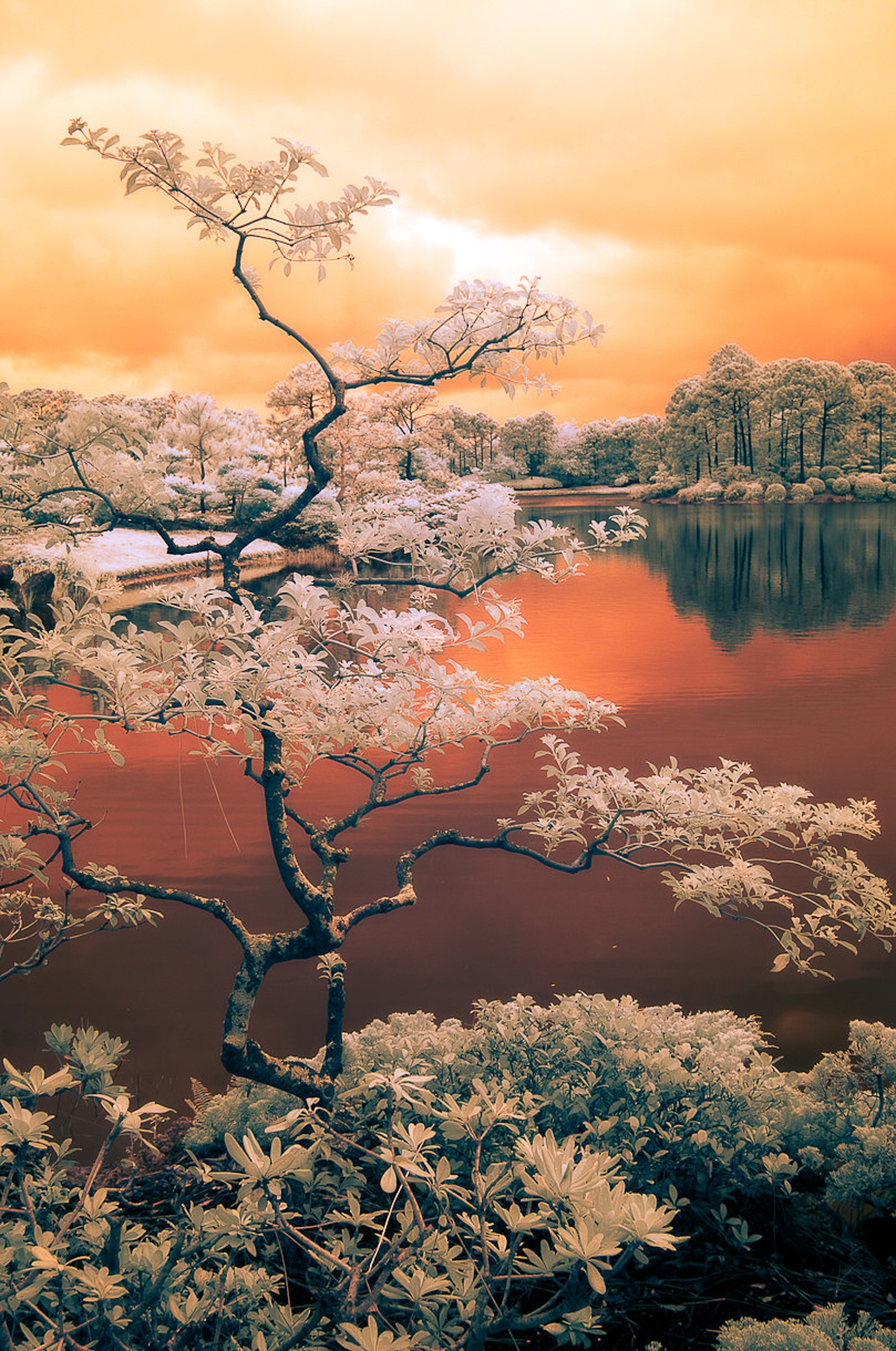 Siamese Dream - Infrared Fine Art Landscape Photography Print. Morikami ...