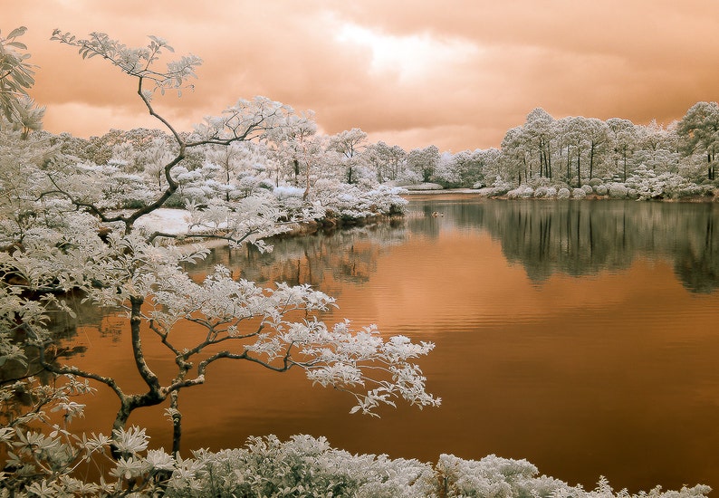 Siamese Dream II Infrared Fine Art Landscape Photography Print ...