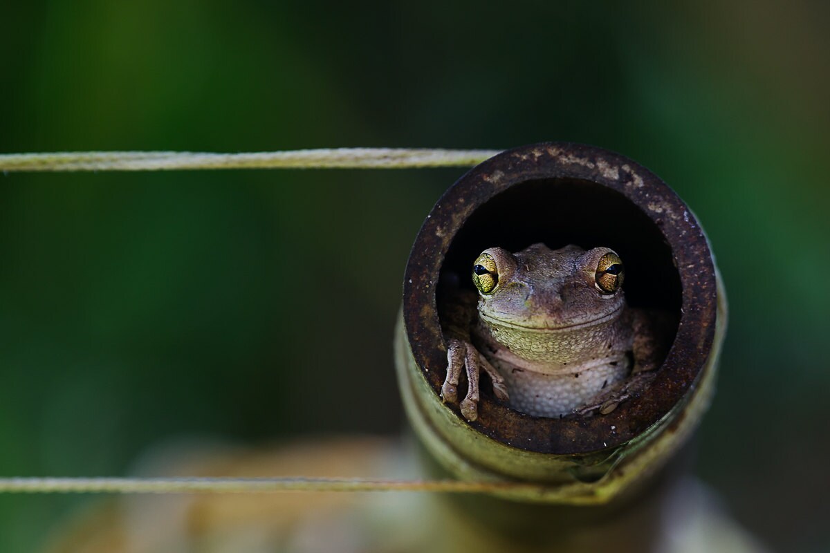 The Stoic- Tree Frog Photo. Frog Print. Fine Art Wildlife Photography ...