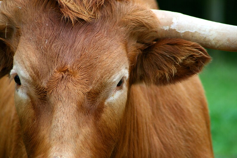 Beautiful Bull Photography Print - Etsy