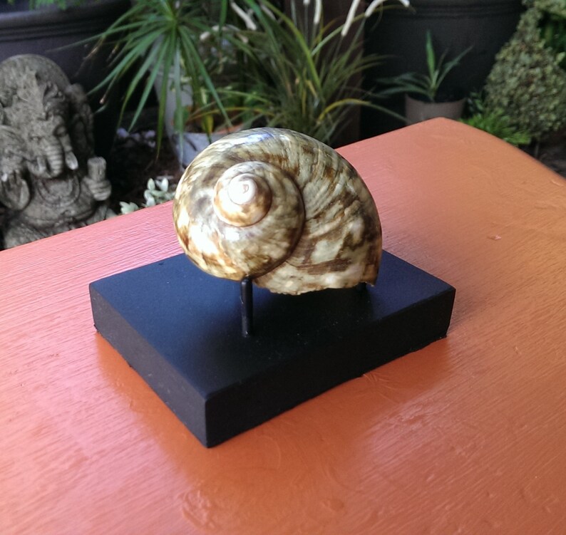 Vintage Seashells: Green Turban Shell on Display Stand - Etsy