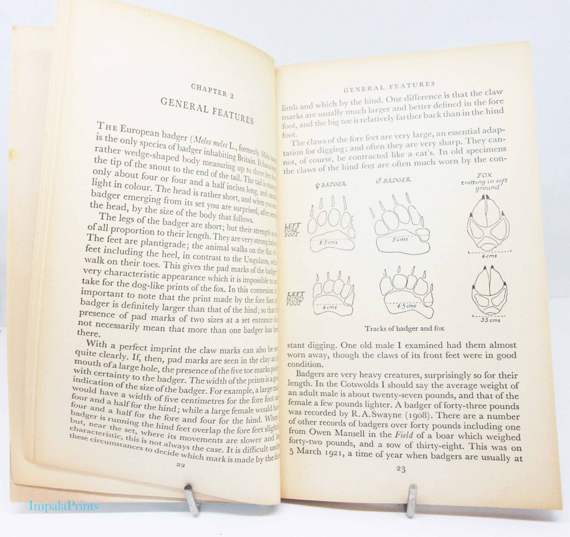 The Badger Nature Book Vintage Guide Factual 1958 Book Paperback Nature ...